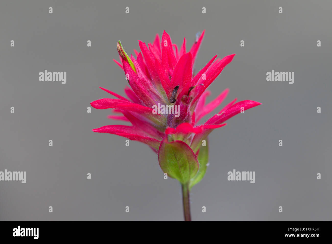 Red indian paintbrush hi-res stock photography and images - Alamy