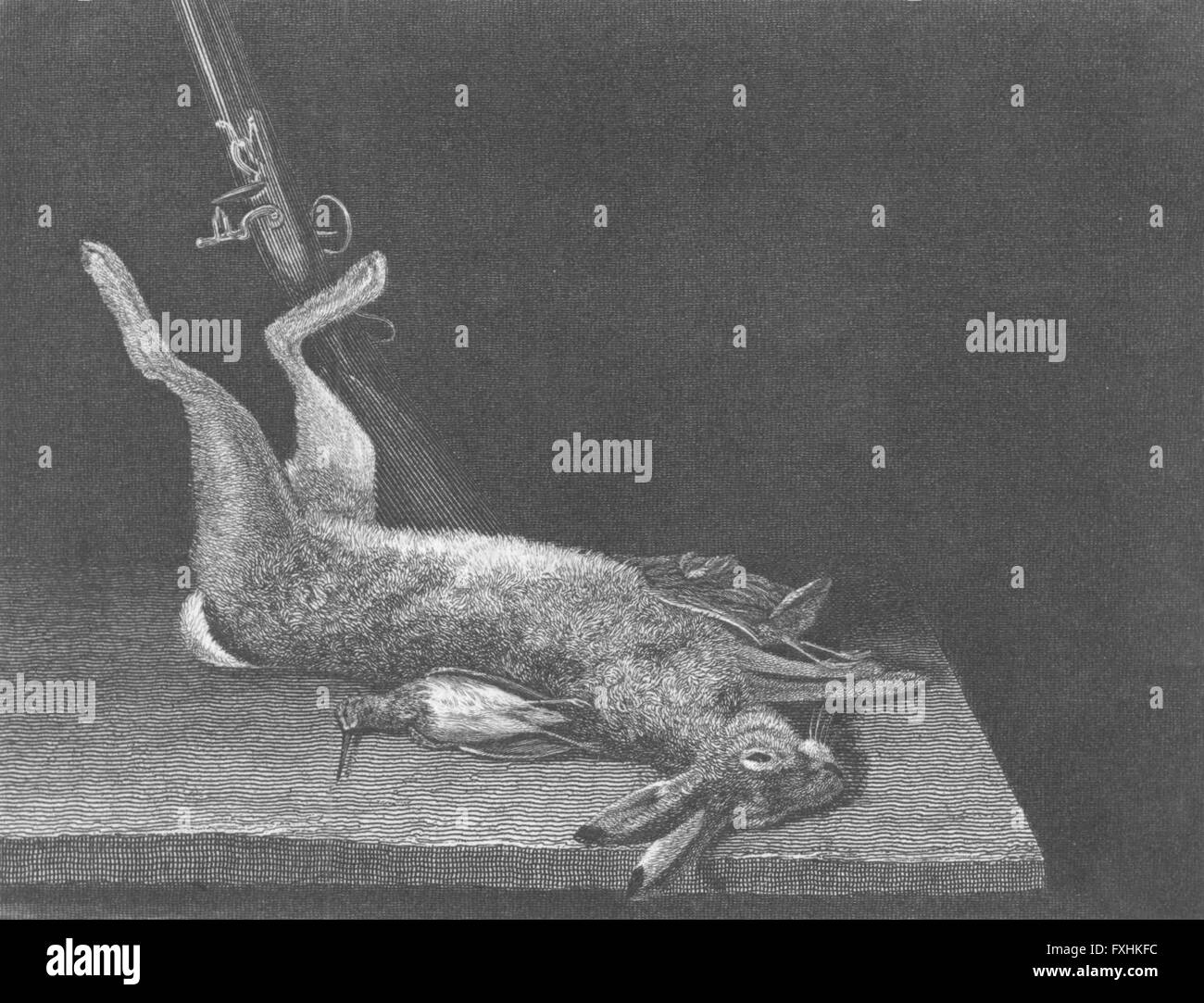 Dead rabbits hi-res stock photography and images - Alamy