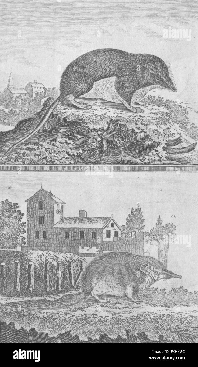 RODENTS: The Shren mice, antique print 1800 Stock Photo - Alamy