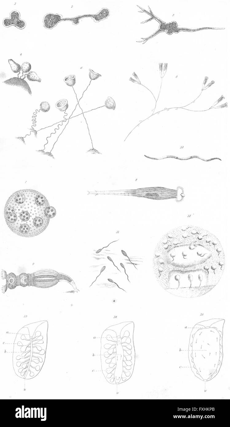 All about biology Black and White Stock Photos & Images - Alamy