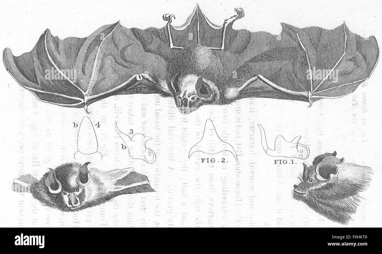 Vintage horse print Cut Out Stock Images & Pictures - Alamy