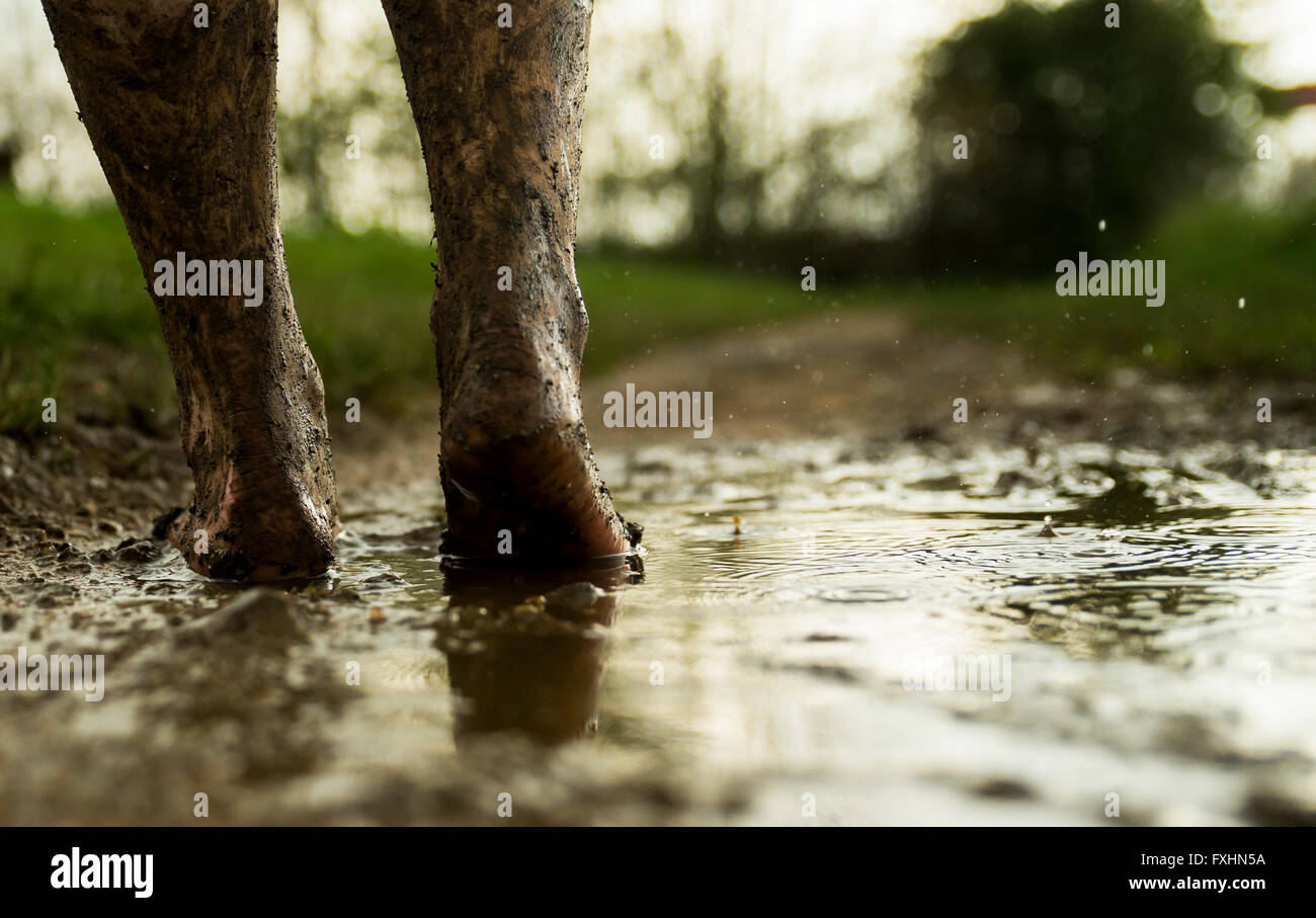 Muddy legs walking barefoot in a muddy puddle and rain Stock Photo - Alamy