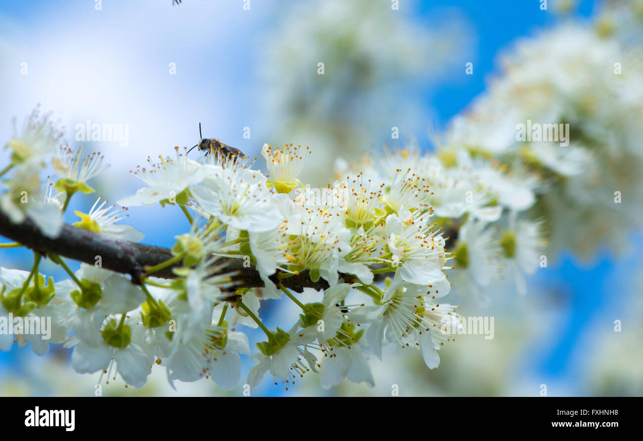 Honey bee in the tree hi-res stock photography and images - Alamy