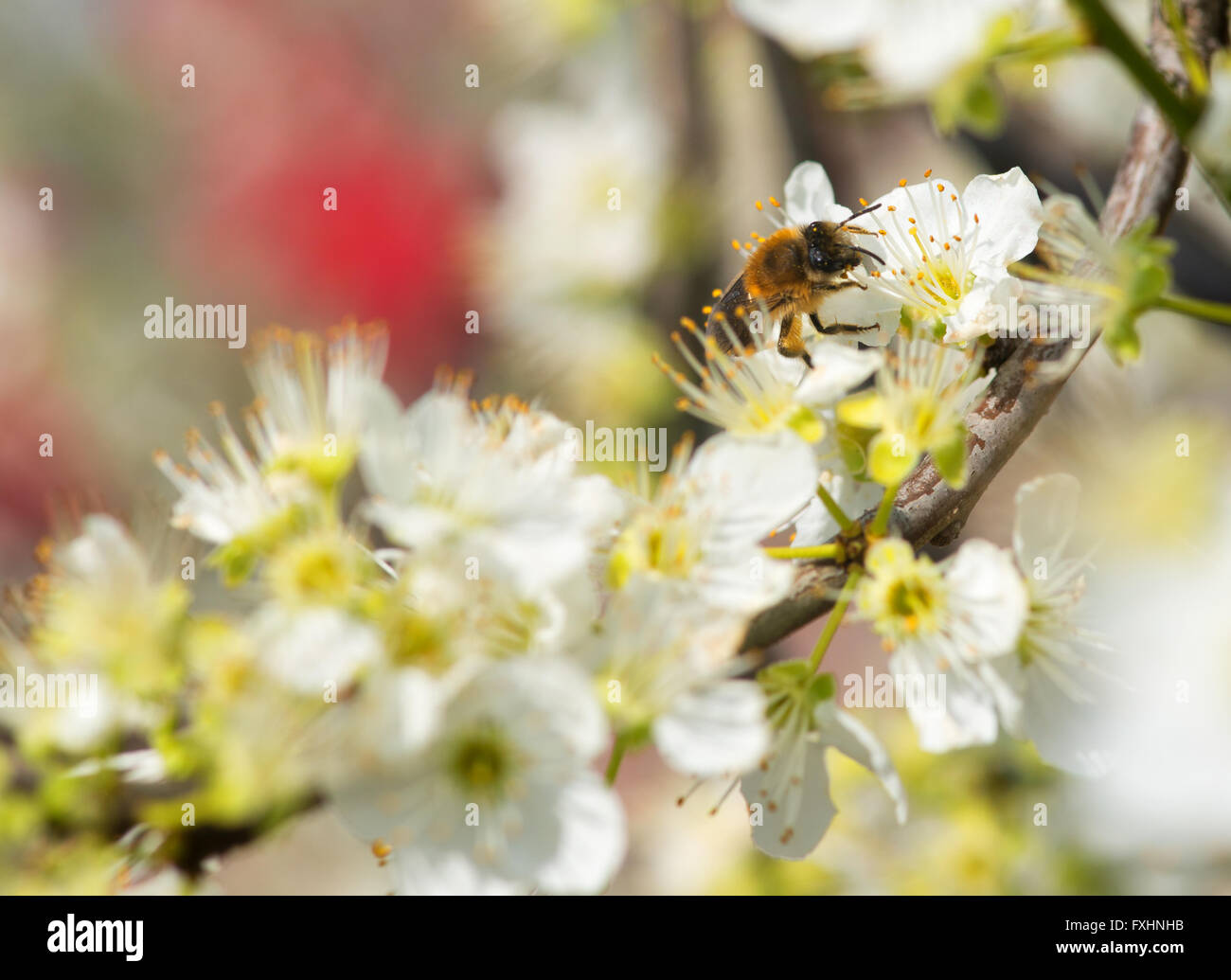 Bee collecting honey on a flowering tree in spring Stock Photo - Alamy