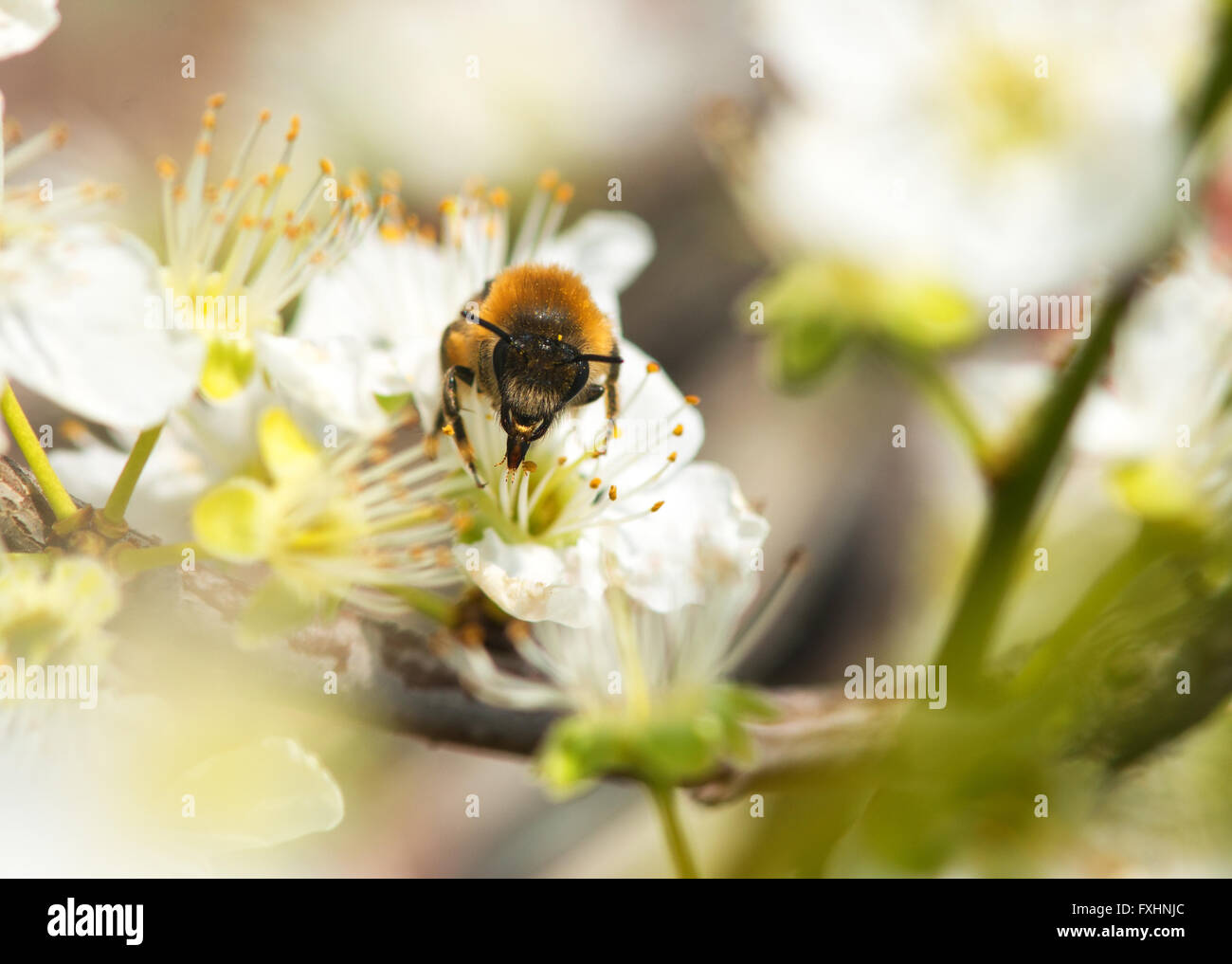 Bee collecting honey on a flowering tree in spring Stock Photo - Alamy