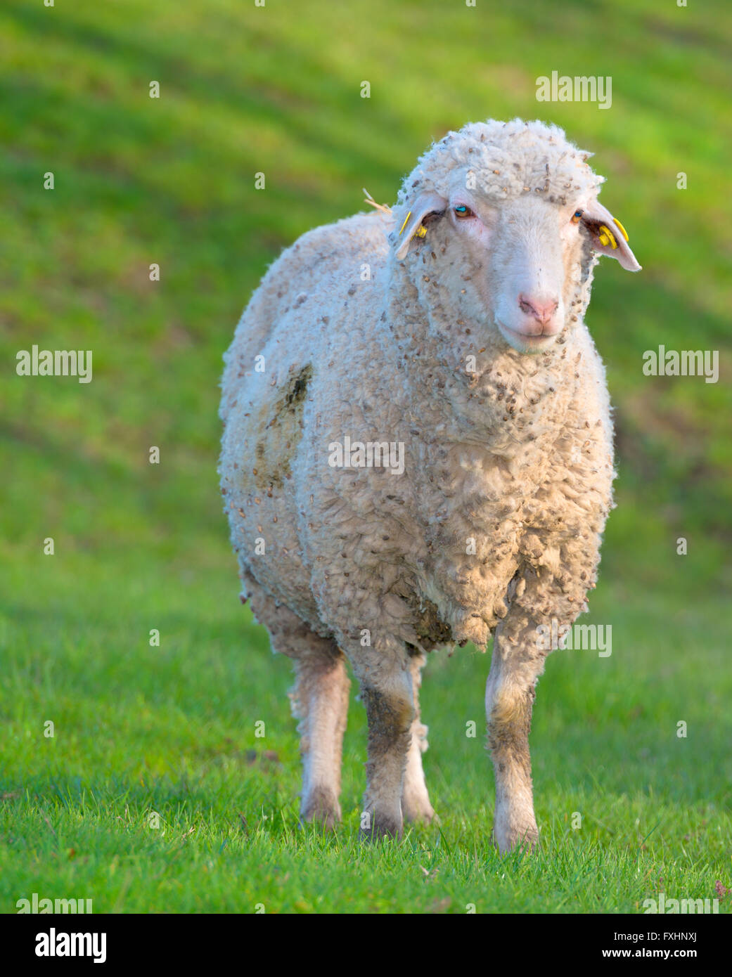 One dutch sheep hi-res stock photography and images - Alamy