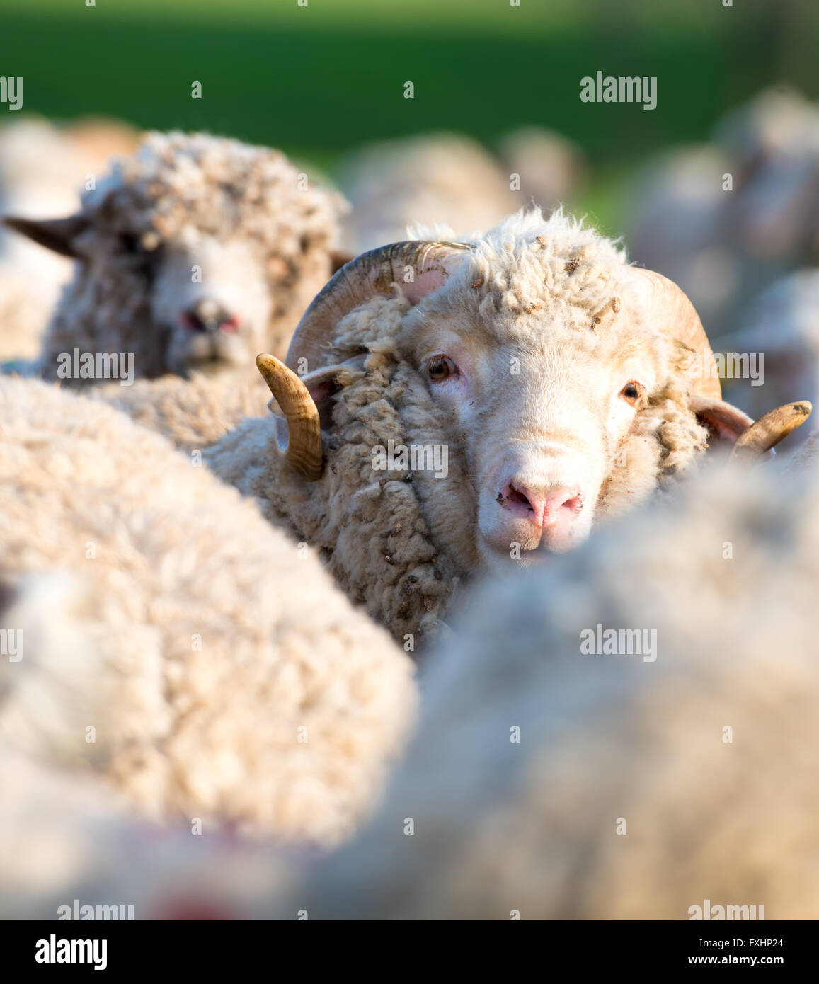 Crowd Of Sheep High Resolution Stock Photography and Images - Alamy