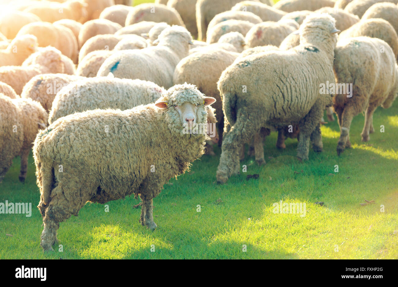 Goat in a flock of sheep hi-res stock photography and images - Alamy