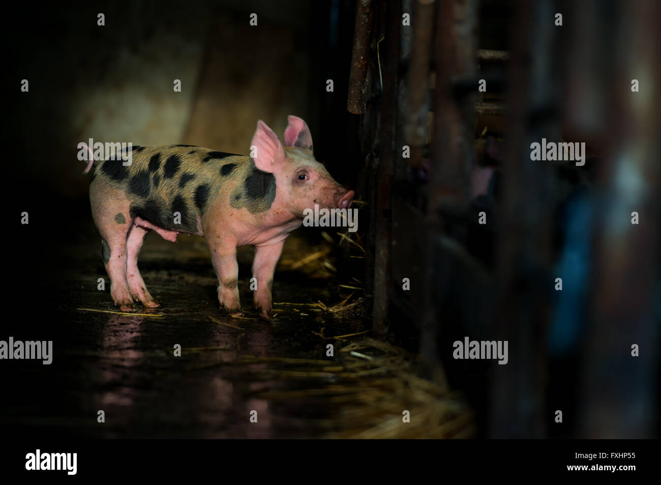 Cute piglet at the farm Stock Photo - Alamy