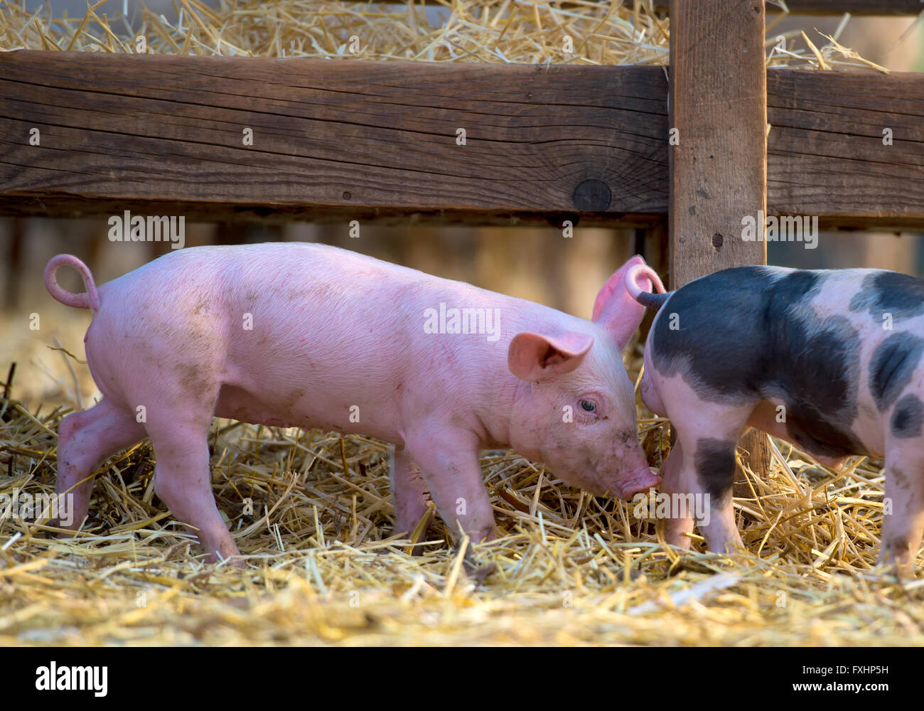 piglet at farm Stock Photo - Alamy