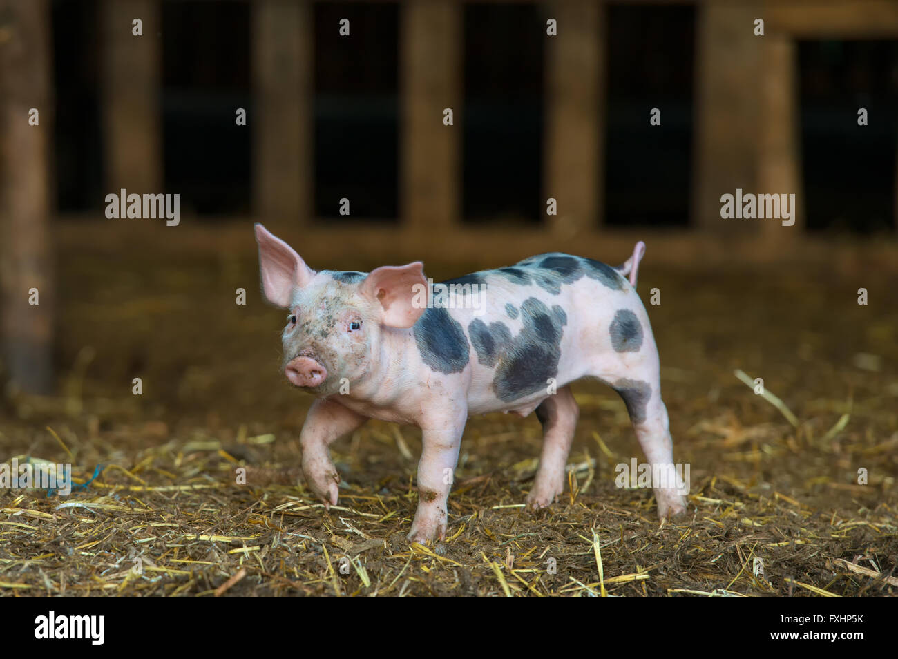 Cute piglet at the farm Stock Photo - Alamy