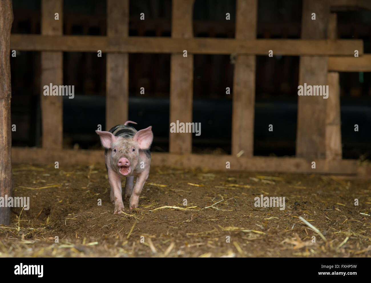 Cute piglet at the farm Stock Photo - Alamy
