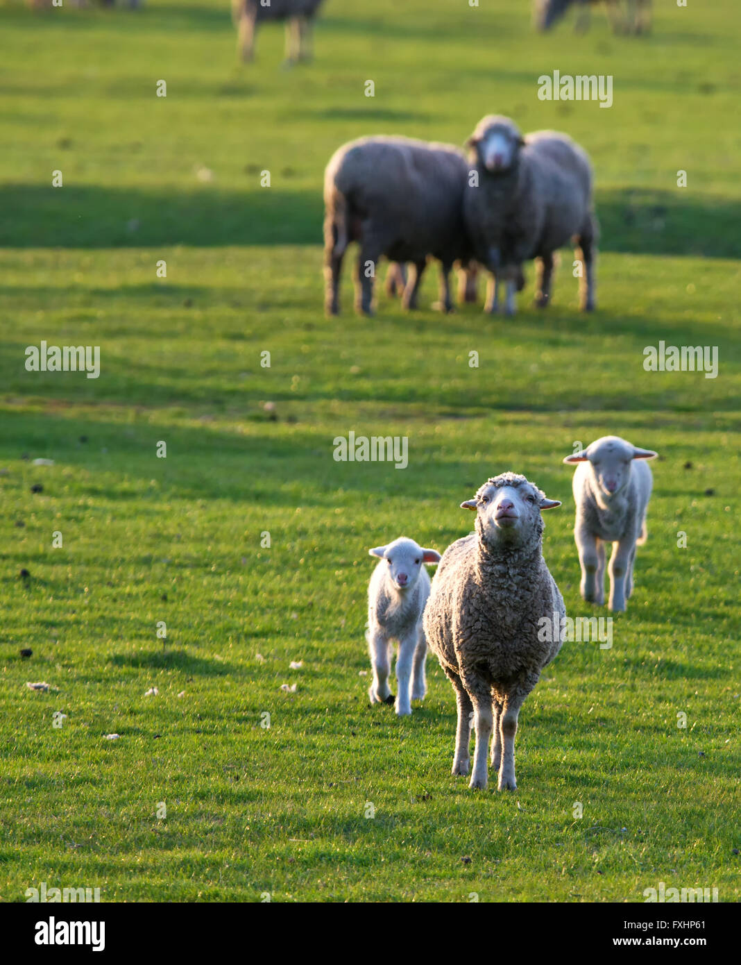 Flock ranch hi-res stock photography and images - Alamy