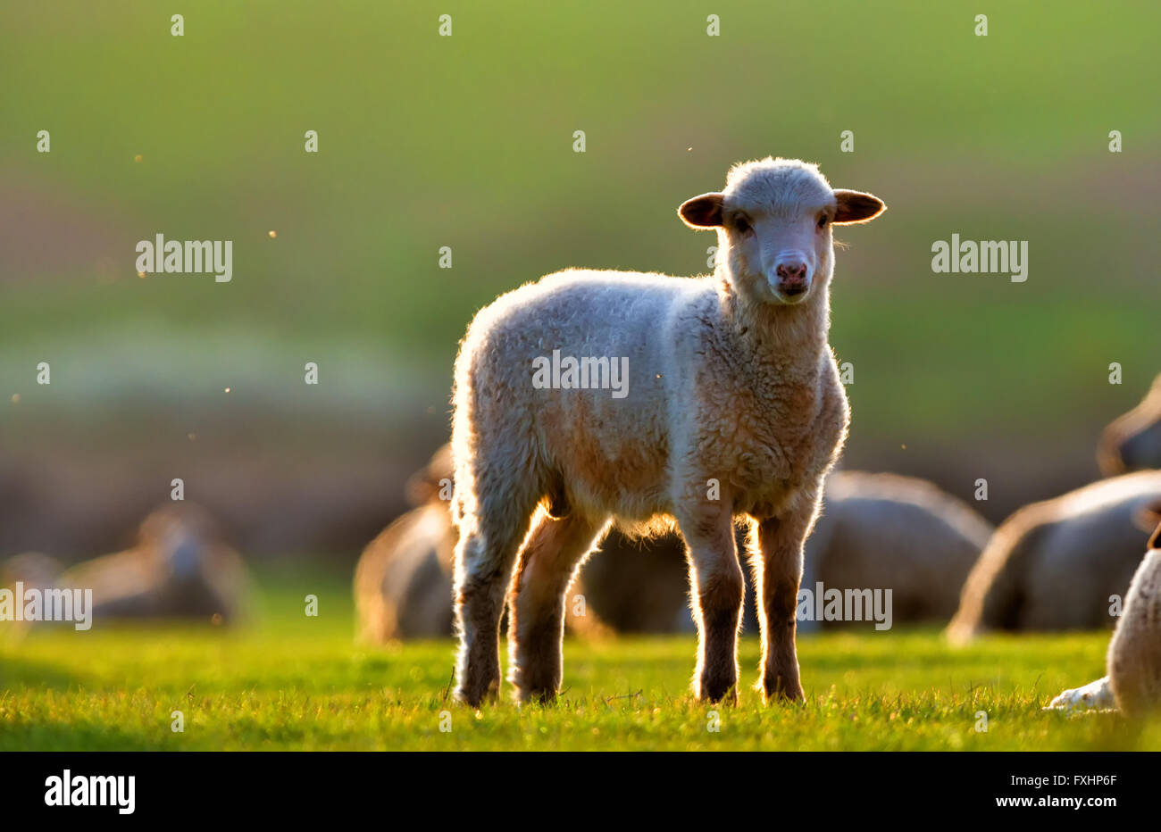 Lamb in the sunset Stock Photo - Alamy
