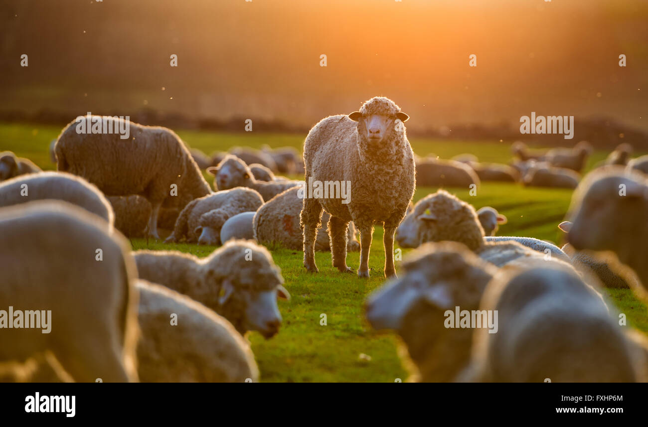 Flock of sheep at sunset Stock Photo - Alamy