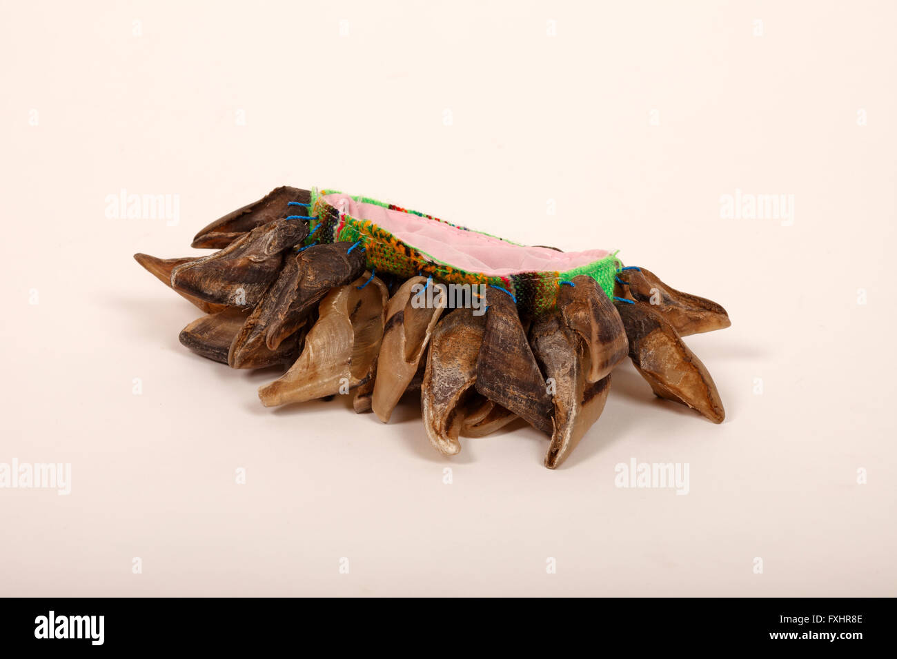 Guanaco toe nails strung to make a percussion shaker Stock Photo - Alamy