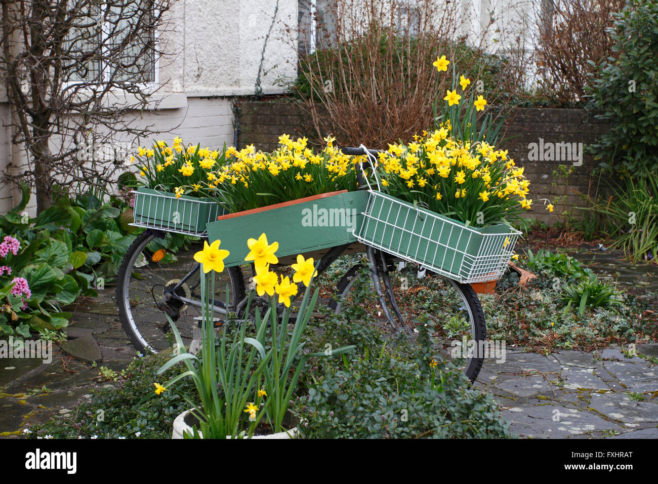Daffodils in box containers on a bicycle Stock Photo - Alamy