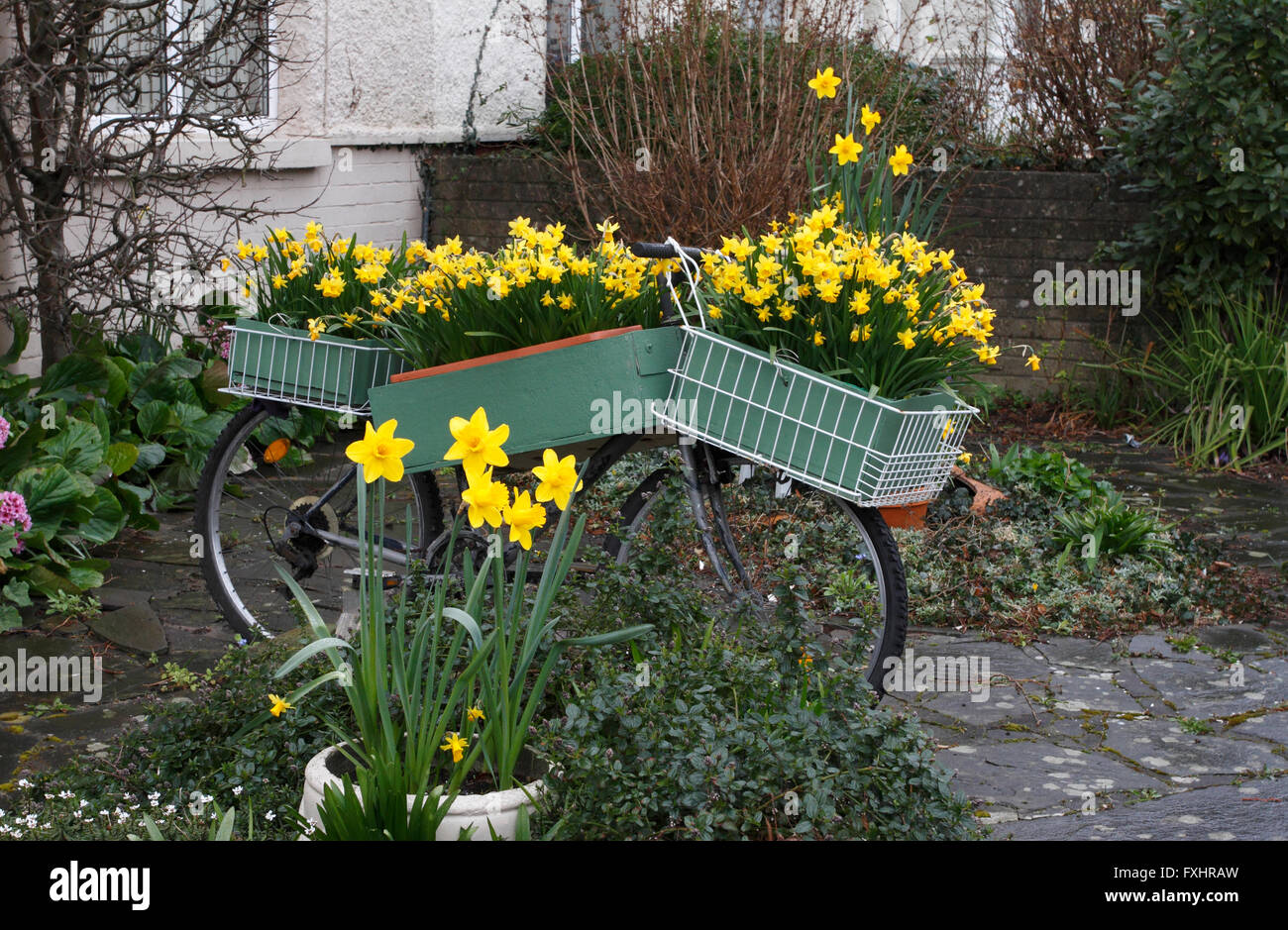 Daffodils in box containers on a bicycle Stock Photo - Alamy