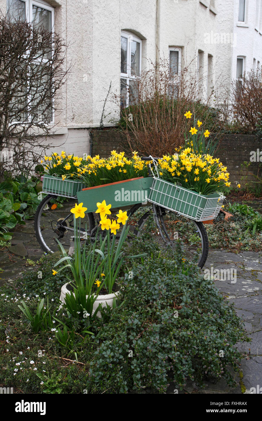 Daffodils in box containers on a bicycle Stock Photo - Alamy