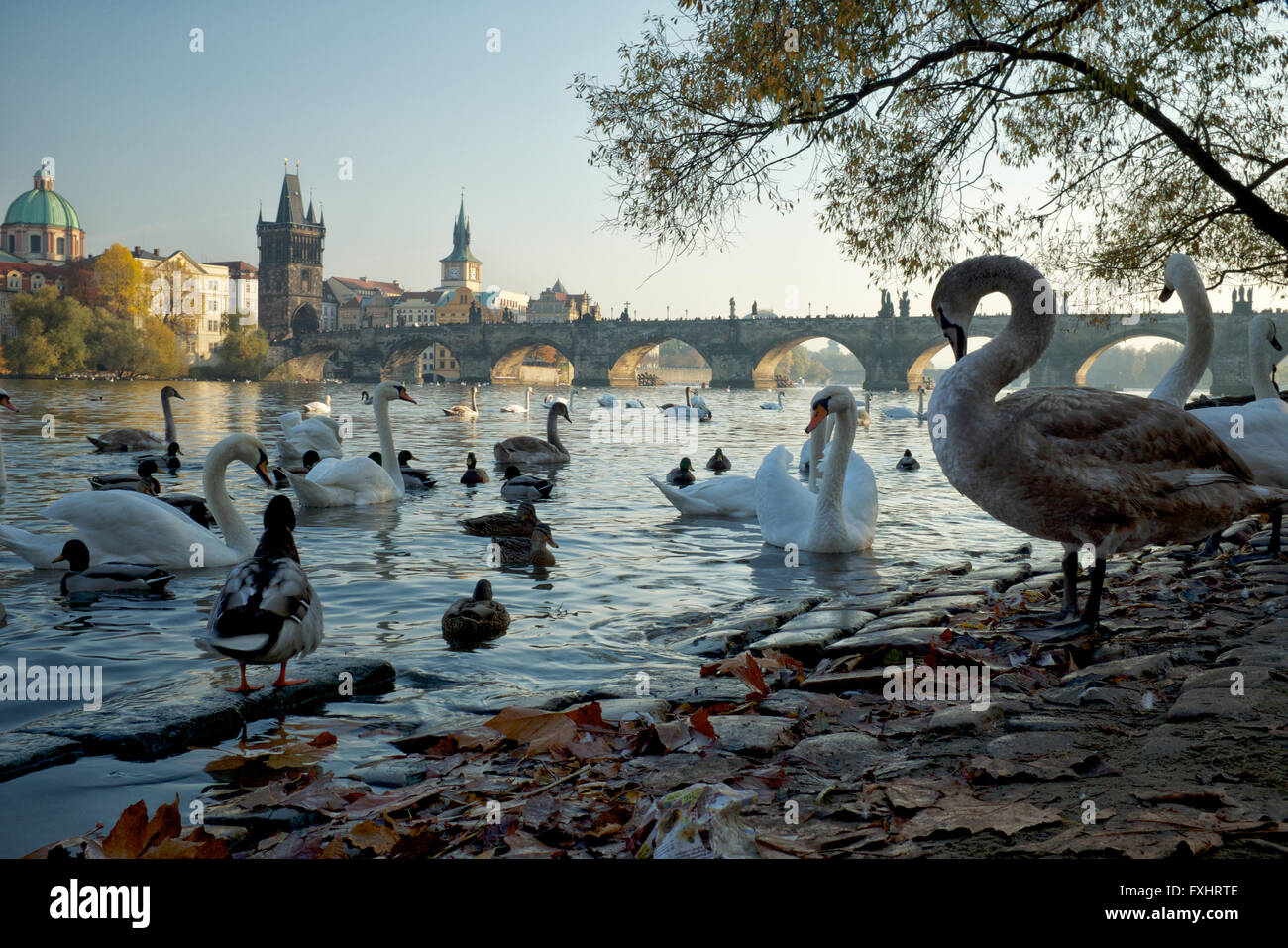 The famous swans of the Vltava River, Prague Stock Photo - Alamy