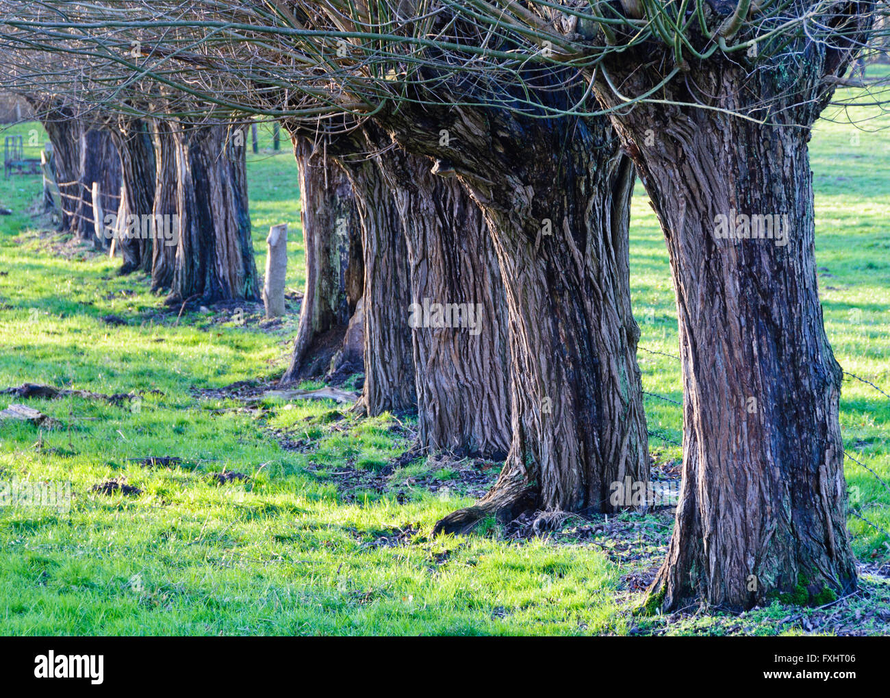 Row Of Willows High Resolution Stock Photography and Images - Alamy