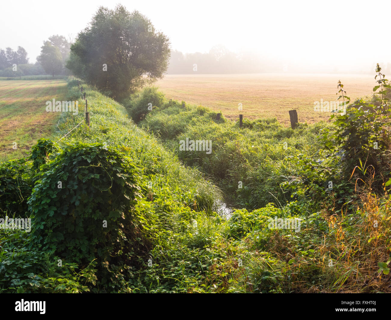 Meadow landscape with stream in morning fog Stock Photo - Alamy