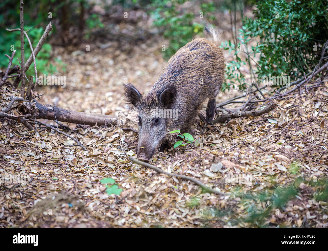 boar near Benedictine abbey Santa Maria de Montserrat on Montserrat ...