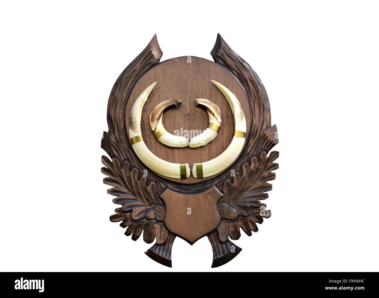 wild boar trophy isolated on white Stock Photo - Alamy