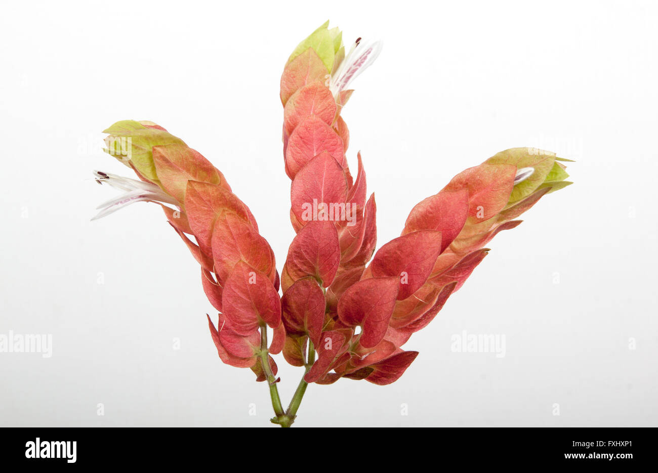 Shrimp plant pink hi-res stock photography and images - Alamy