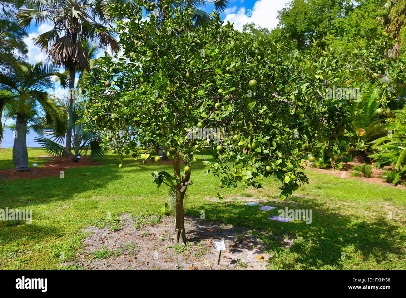 Valencia orange fruit tree Stock Photo - Alamy