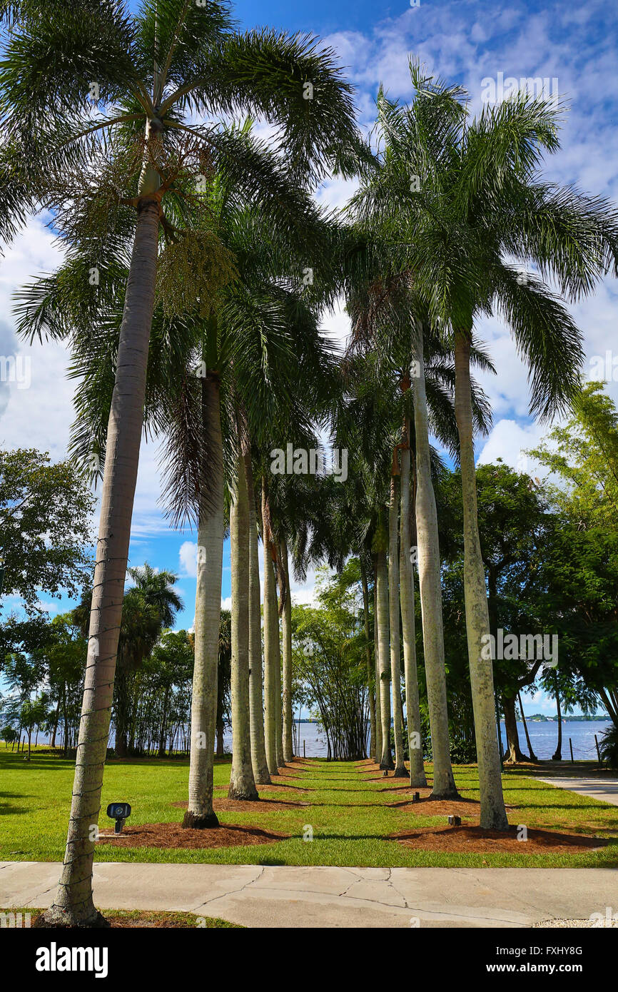 A row of palm trees Stock Photo - Alamy