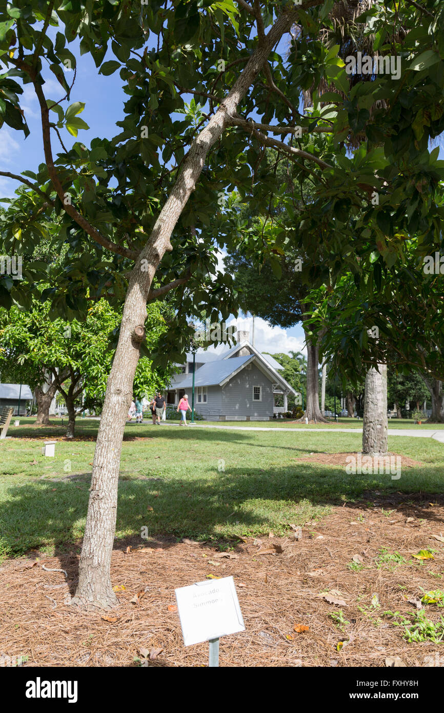 Avocado 'Simmons' tree Stock Photo - Alamy