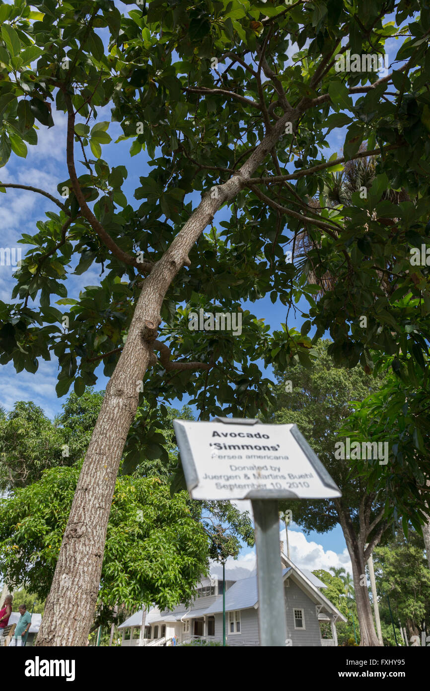 Avocado 'Simmons' tree Stock Photo - Alamy