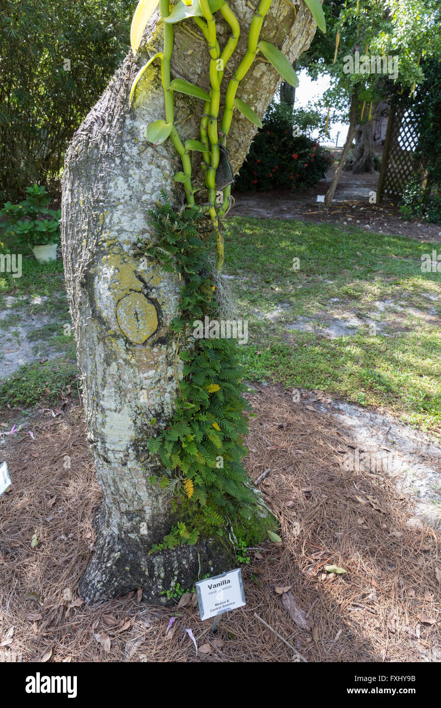 Vanilla tree hi-res stock photography and images - Alamy