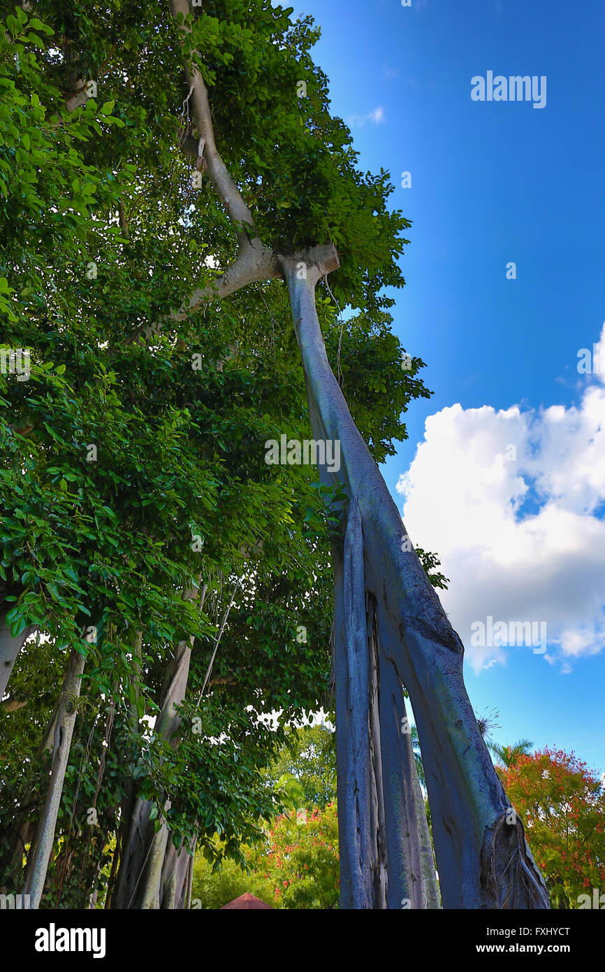 Giraffe shaped tree Stock Photo - Alamy