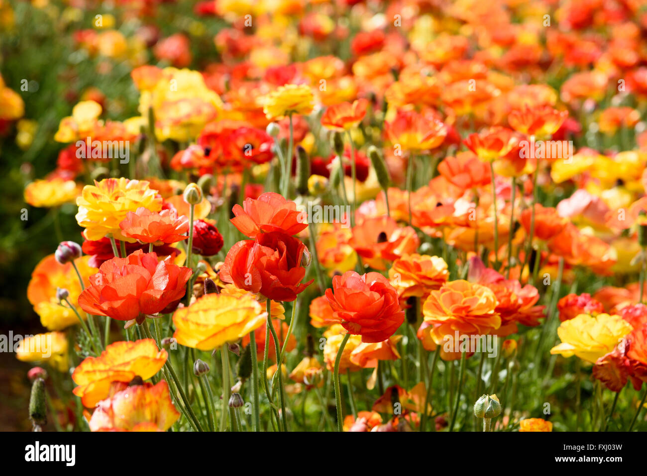 Colorful Ranunculus flowers of yellow, orange and red in field of ...