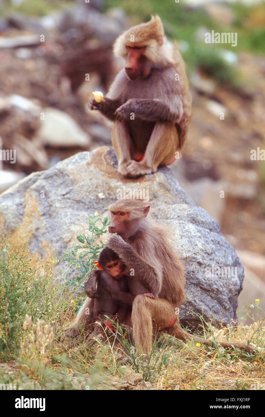 Asir saudi park hi-res stock photography and images - Alamy