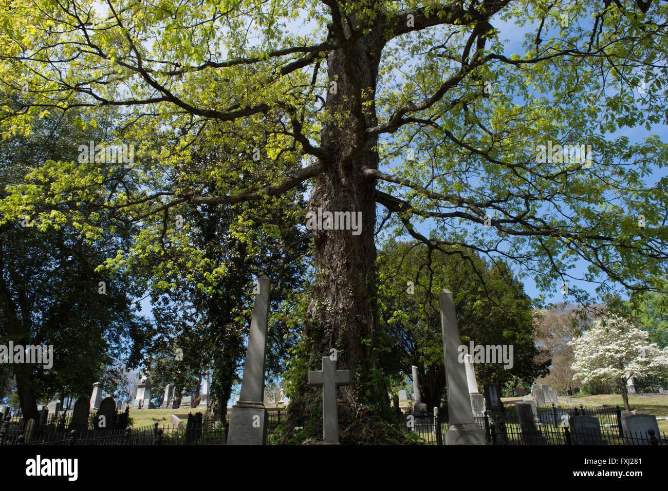 Hollywood Cemetery Tree With Three Graves Stock Photo - Alamy