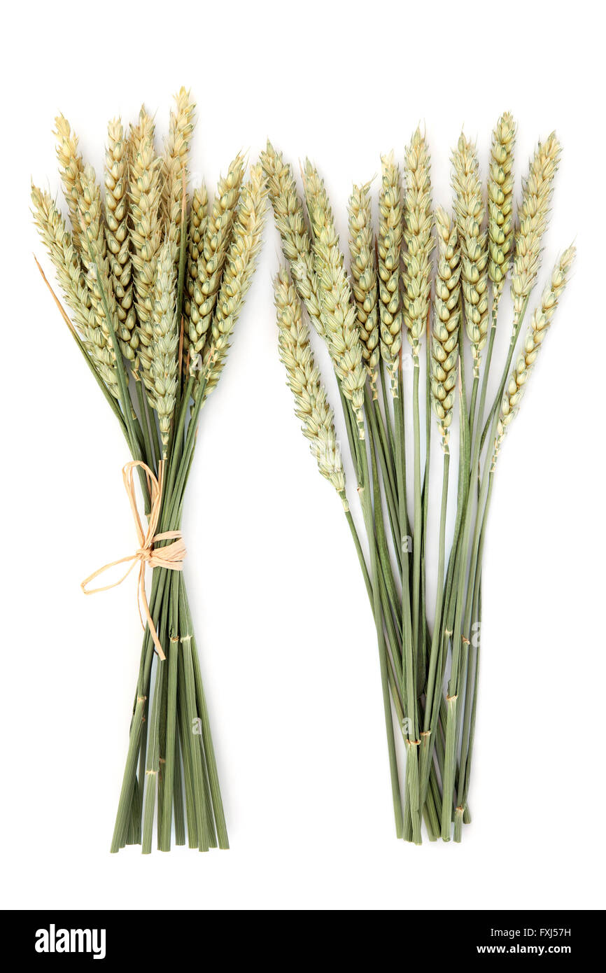 Wheat sheath bundles over a white background Stock Photo - Alamy