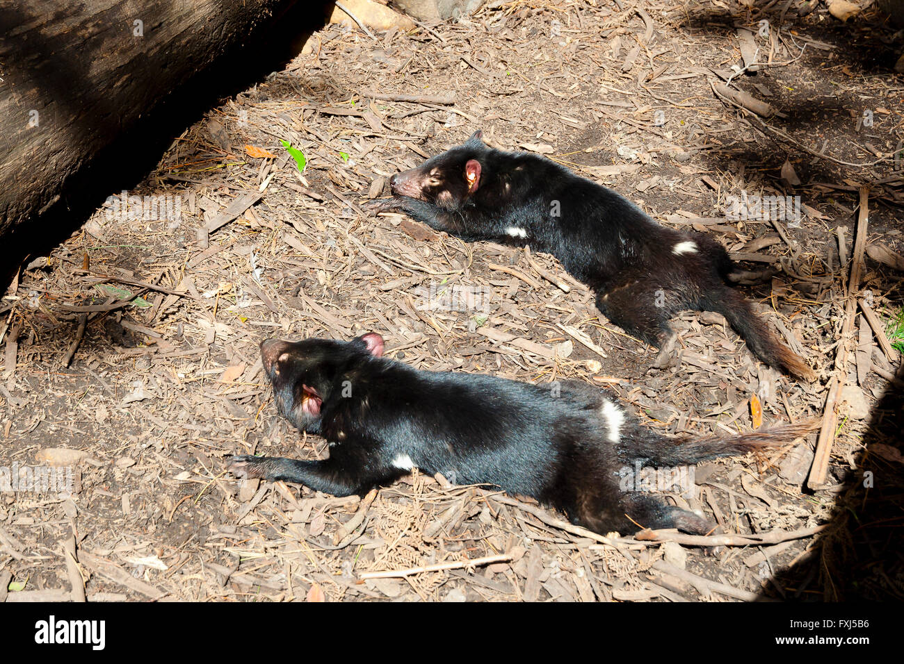 Tasmanian devil cute hi-res stock photography and images - Alamy