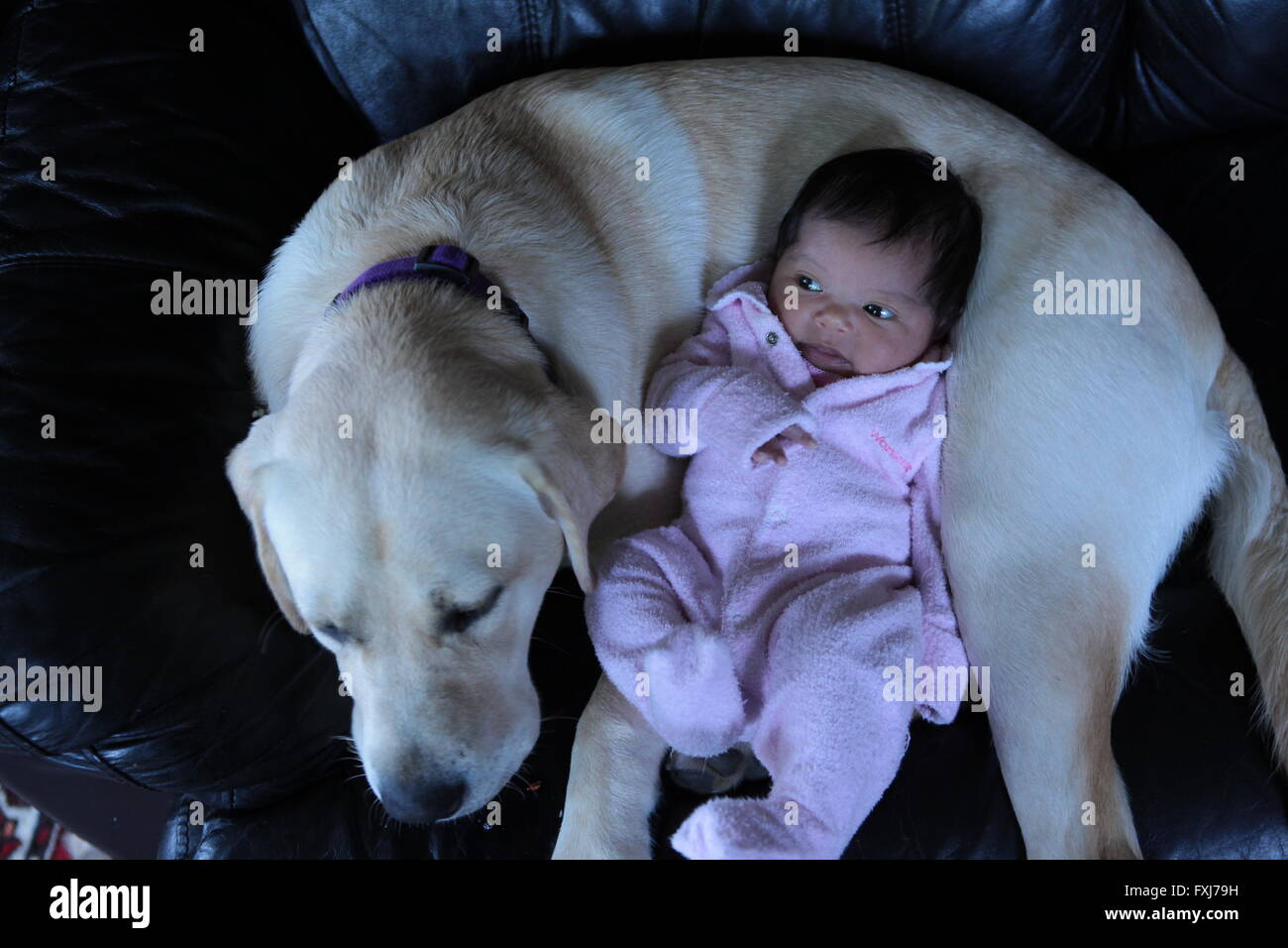 Labrador Puppy Dog with Baby Stock Photo - Alamy