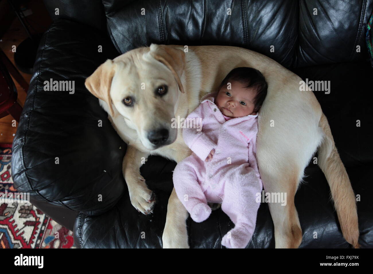 Labrador Puppy Dog with Baby Stock Photo - Alamy