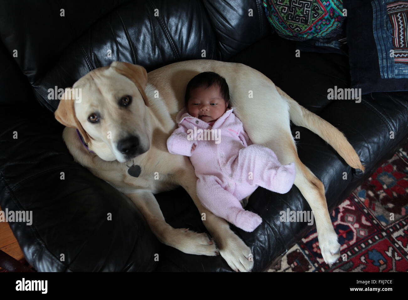 Labrador Puppy Dog with Baby Stock Photo - Alamy