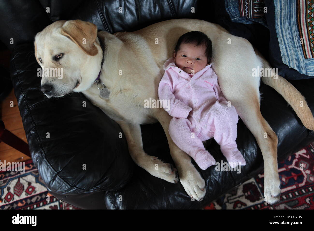 Labrador Puppy Dog with Baby Stock Photo - Alamy