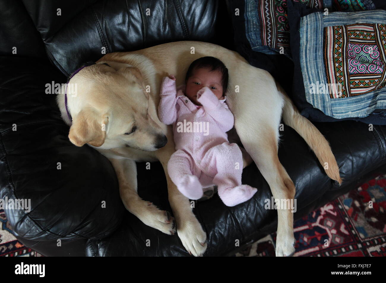 Labrador Puppy Dog with Baby Stock Photo - Alamy