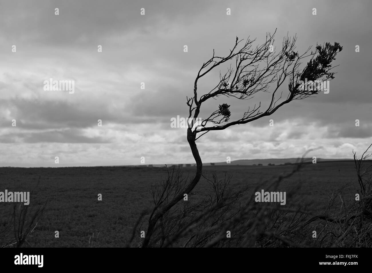 Bend single branch in the wind. Monochrome Stock Photo - Alamy