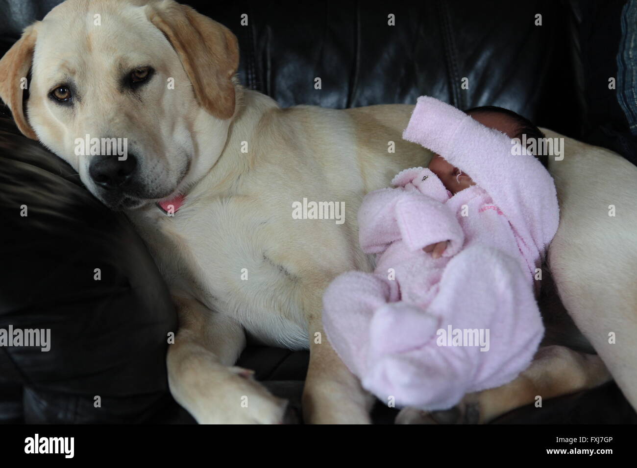 Labrador Puppy Dog with Baby Stock Photo - Alamy
