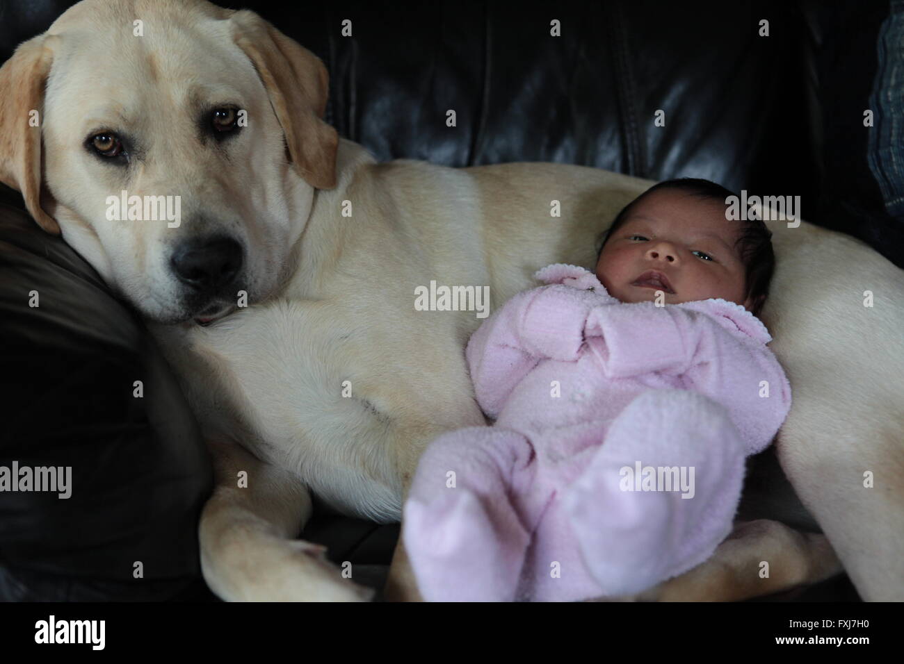 Labrador Puppy Dog with Baby Stock Photo - Alamy