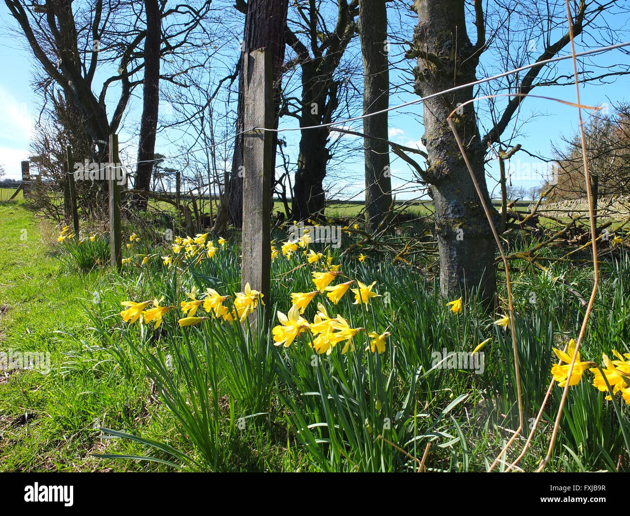 Daffodils in the countryside hi-res stock photography and images - Alamy