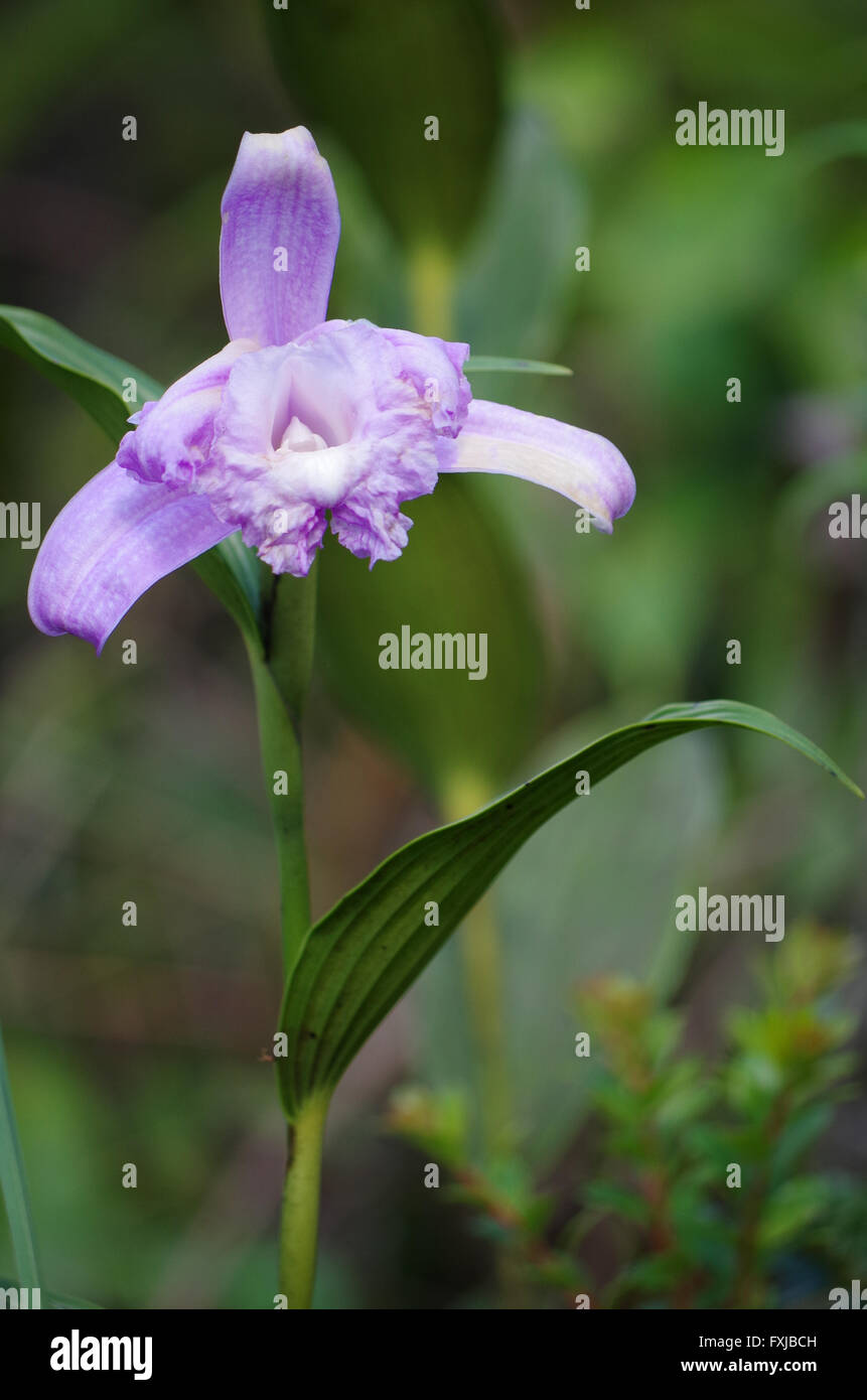 Costa rica orchid purple hi-res stock photography and images - Alamy
